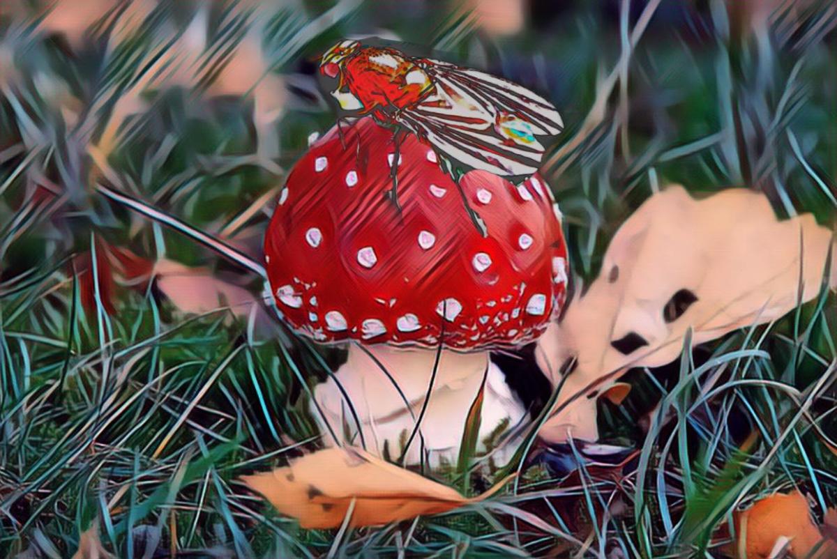 Episode 16 The Wooing of Étaín (Part 4): Midir and Étain – Irish ...